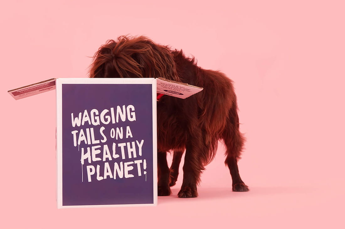 Can Dogs Eat Pears? Are Pears Safe for Dogs? | Tuggs