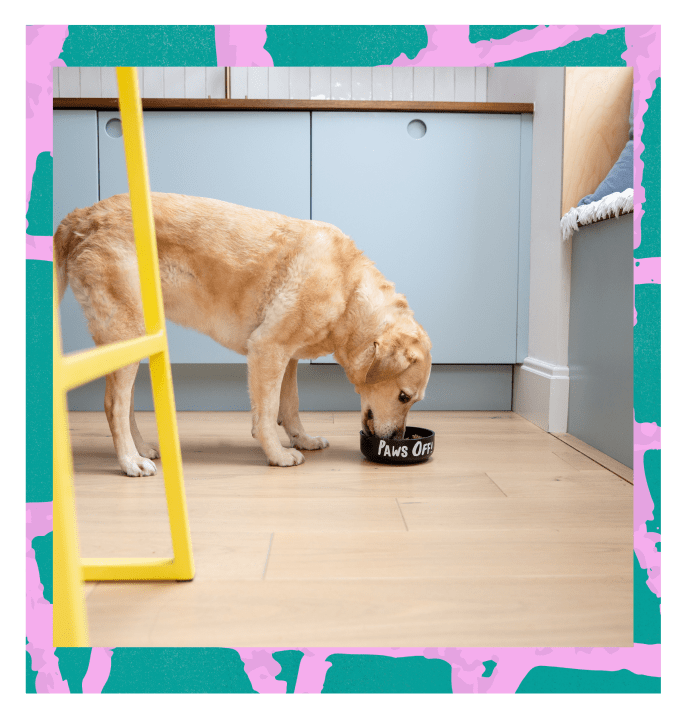 Tuggs | Freshly-Prepared Dog Food Delivery | Award-Winning