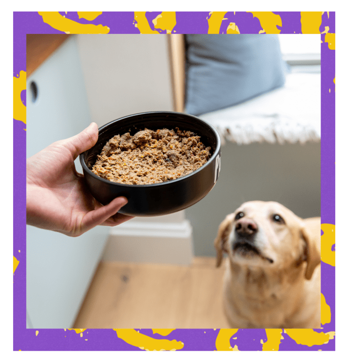 Tuggs | Freshly-Prepared Dog Food Delivery | Award-Winning